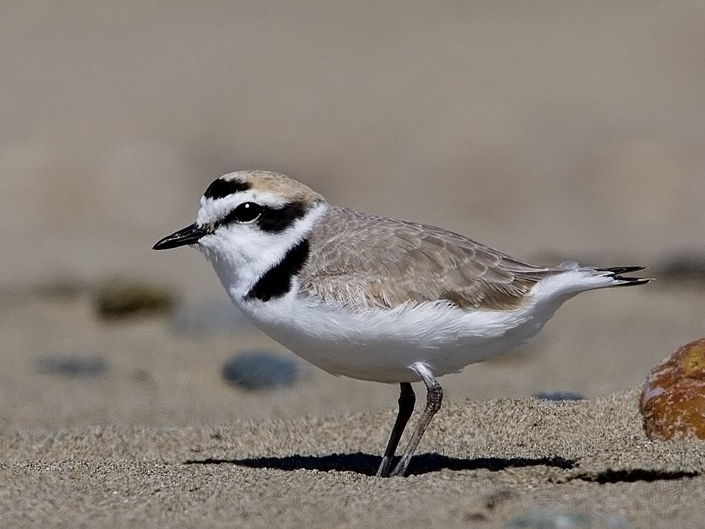 The Plovers’ Cry: Poem Number 78 – The Hyakunin Isshu